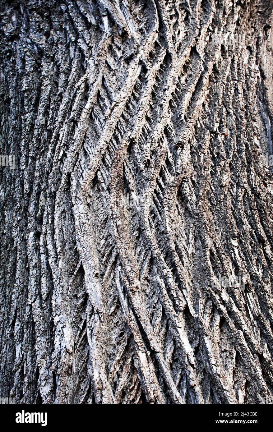 nature background or texture detail of the bark of an old tree Stock Photo - Alamy