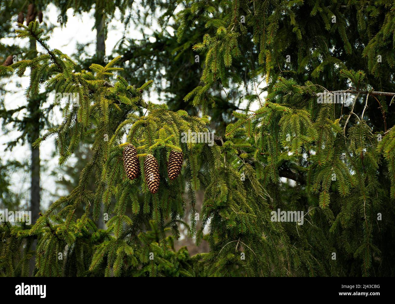 nature background three spruce cones on a tree Stock Photo - Alamy