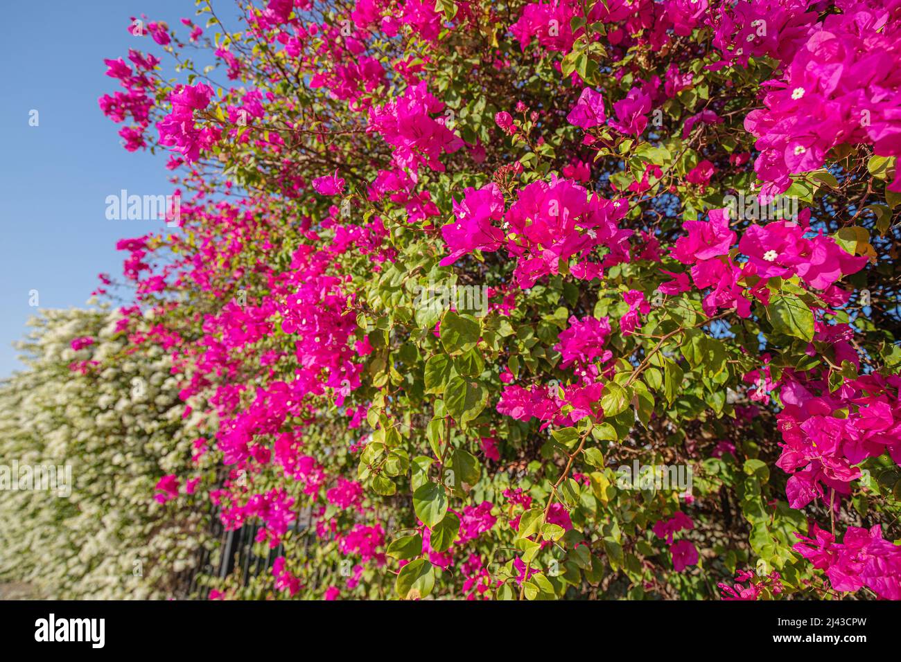 hedge with flowering shrubs on city streets Stock Photo - Alamy