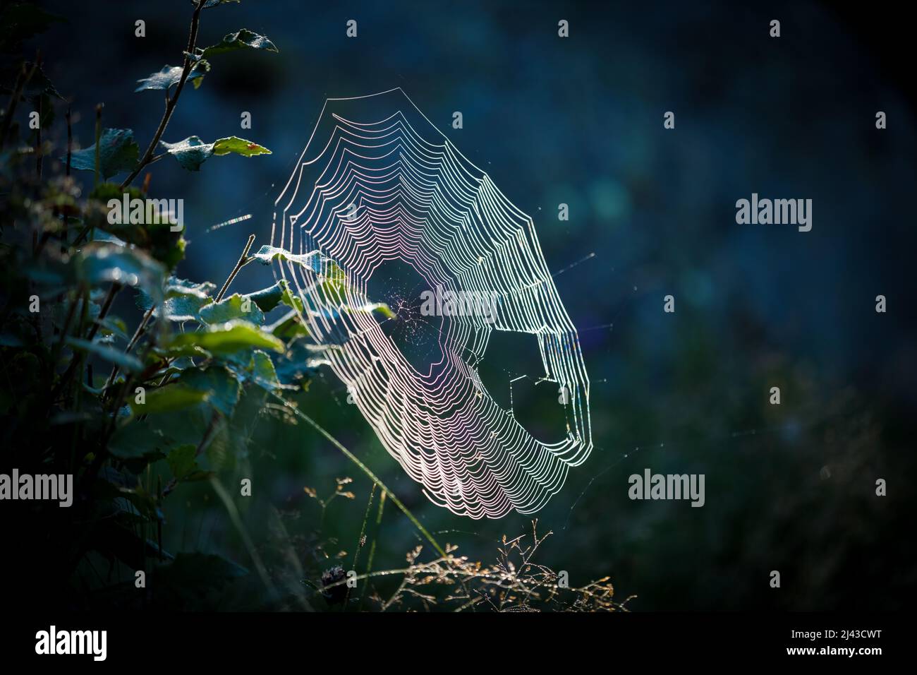 Tangled cobweb hi-res stock photography and images - Alamy