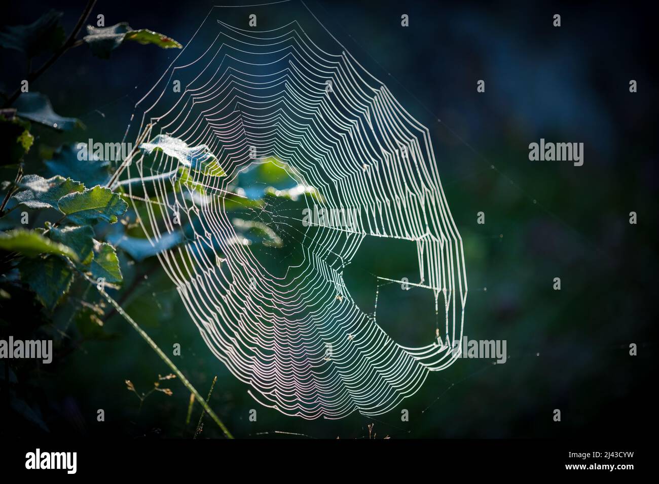 Tangled cobweb hi-res stock photography and images - Alamy