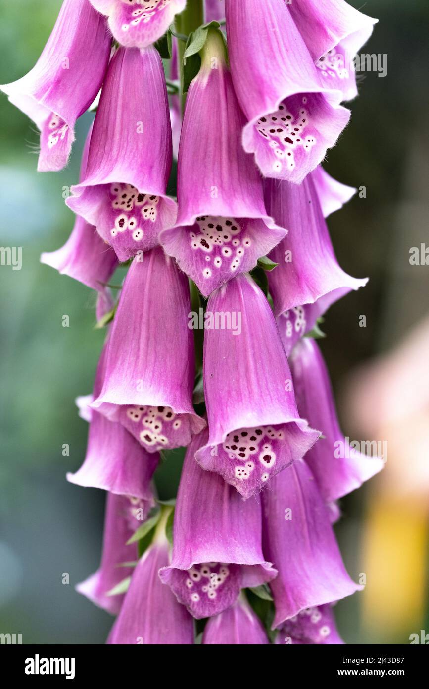 Foxglove, a popular garden plant with bell-shaped flowers. Closeup of a ...