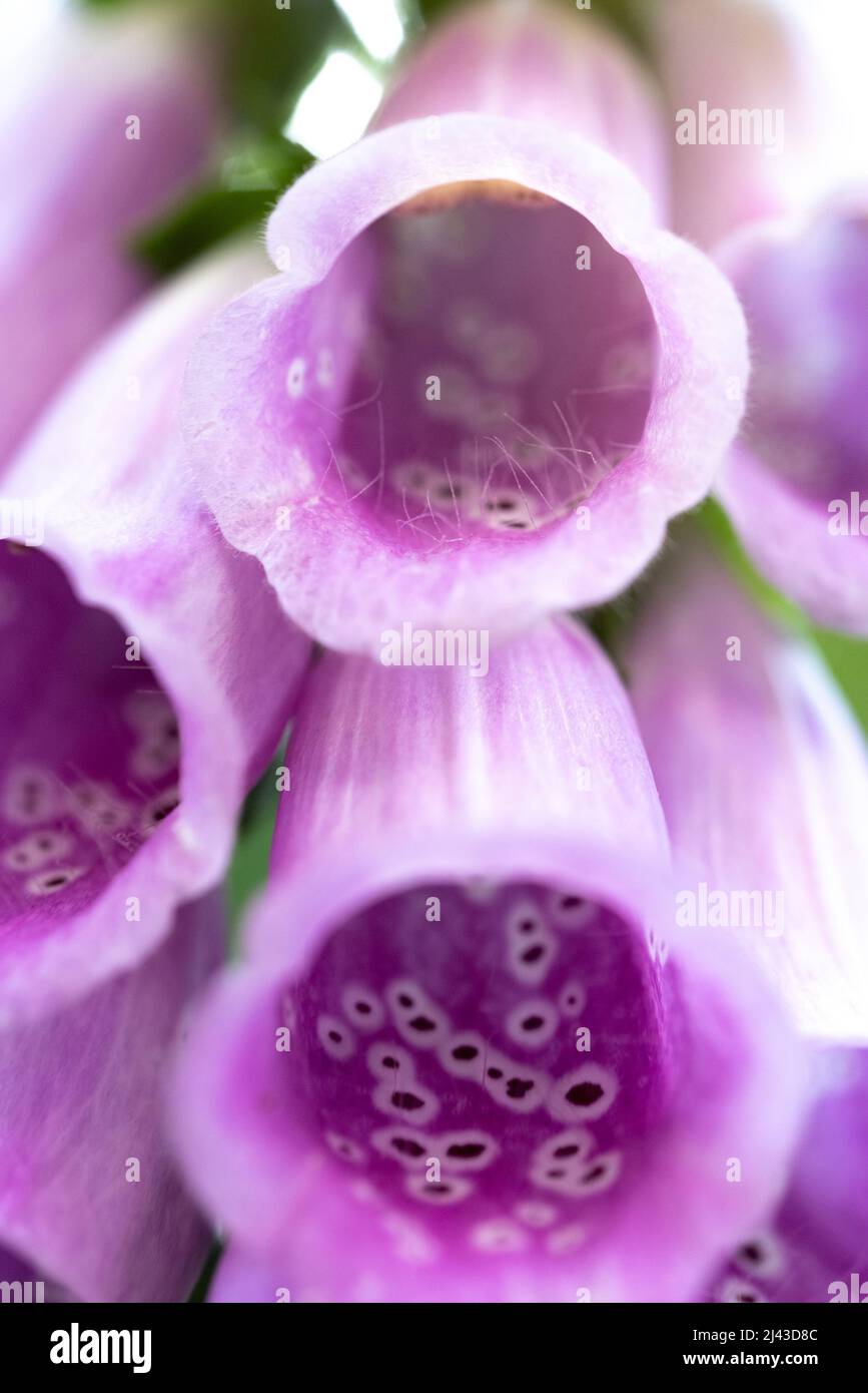 Foxglove, a popular garden plant with bell-shaped flowers. Closeup of a ...