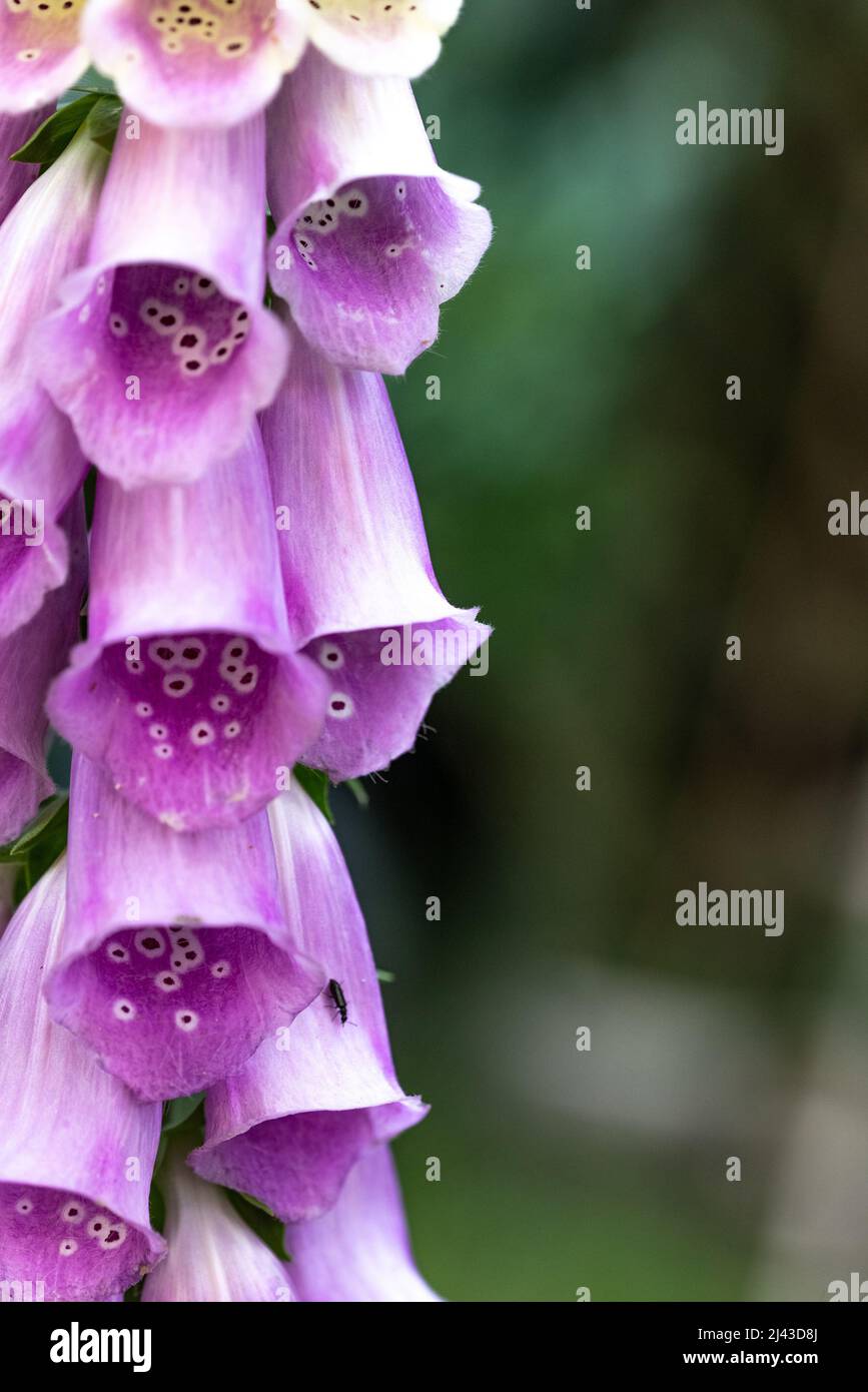 Foxglove, a popular garden plant with bell-shaped flowers. Closeup of a ...