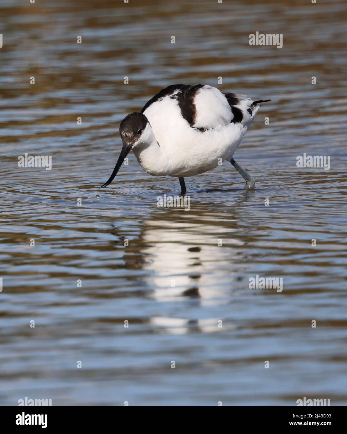 Avocet feeding uk hi-res stock photography and images - Alamy