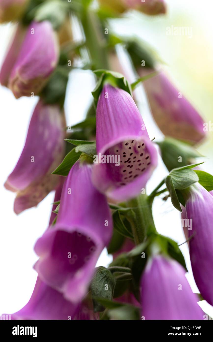 Foxglove, a popular garden plant with bell-shaped flowers. Closeup of a ...