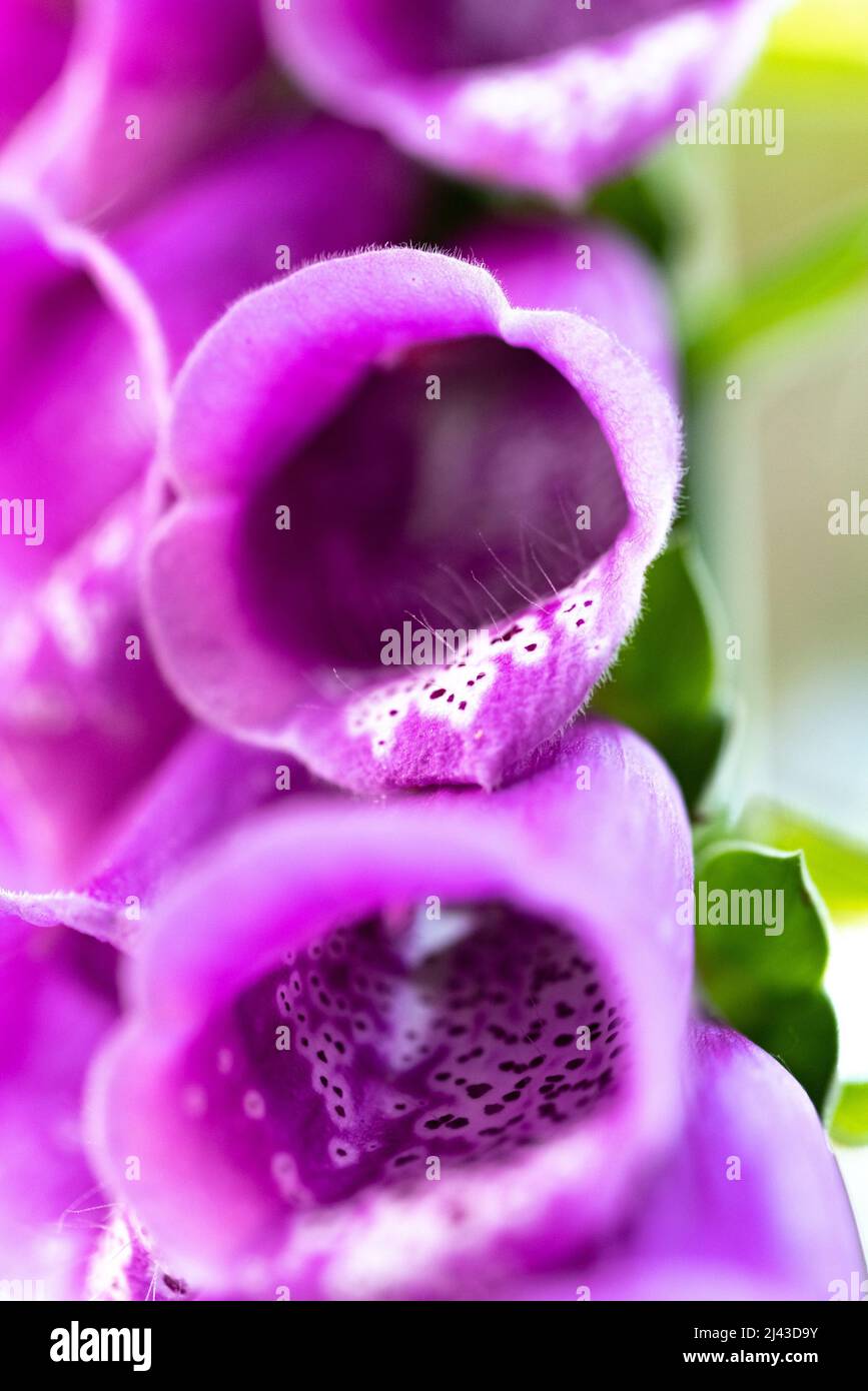 Foxglove, a popular garden plant with bell-shaped flowers. Closeup of a ...