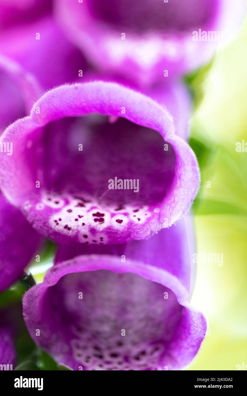 Foxglove, a popular garden plant with bell-shaped flowers. Closeup of a ...