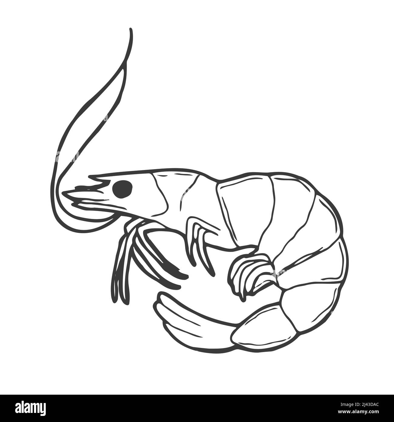 Shrimp hand drawn outline doodle icon. Vector sketch illustration of ...