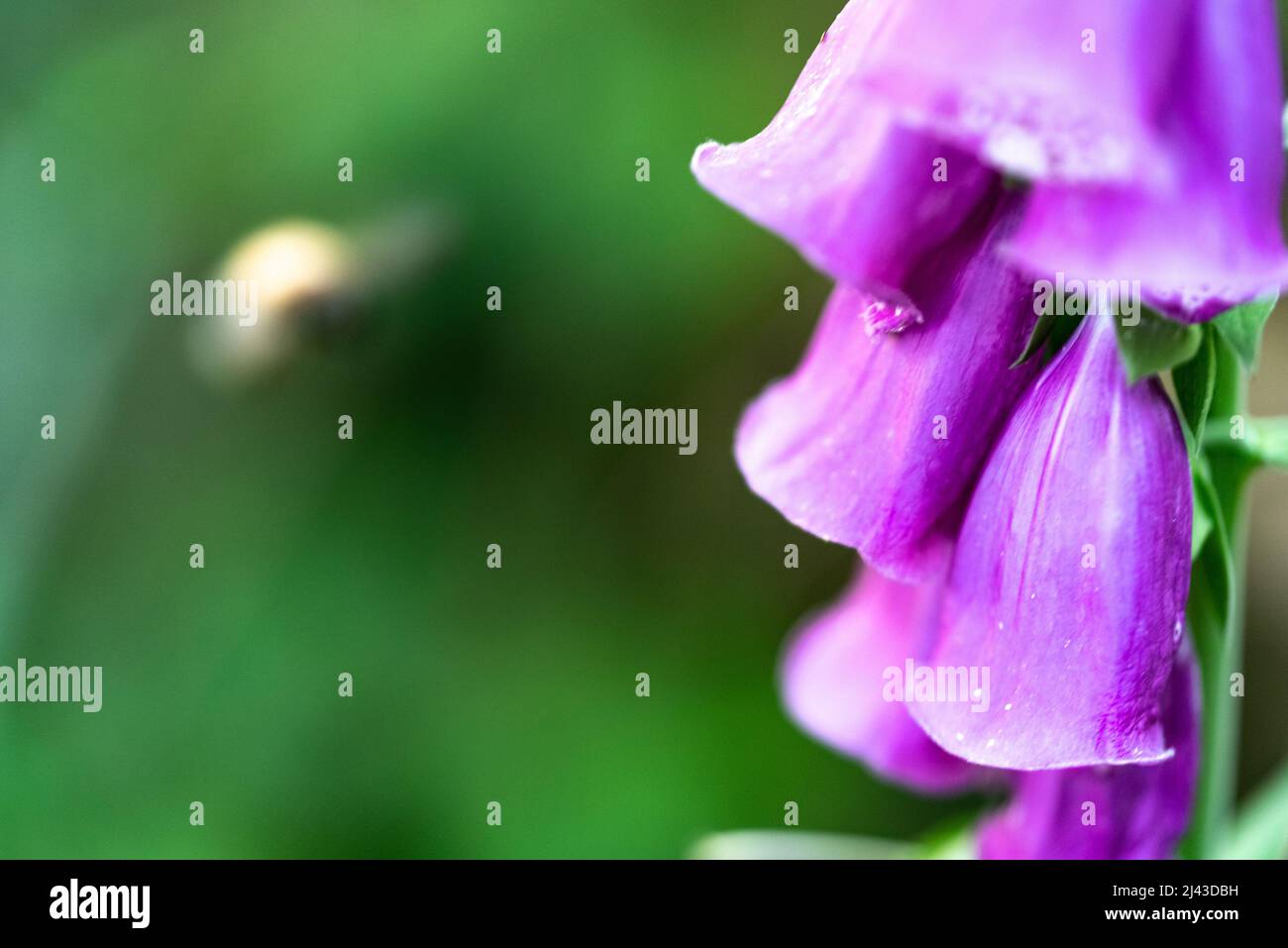 Foxglove, a popular garden plant with bell-shaped flowers. Closeup of a ...