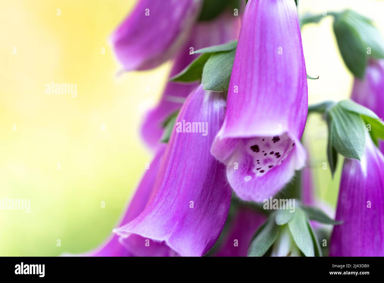 Foxglove, a popular garden plant with bell-shaped flowers. Closeup of a ...