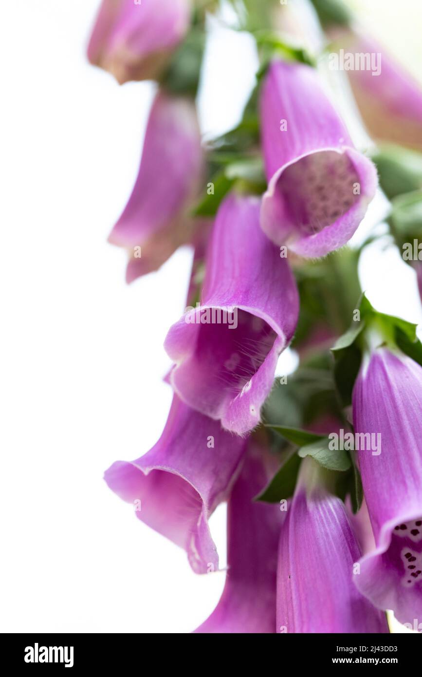 Foxglove, a popular garden plant with bell-shaped flowers. Closeup of a ...
