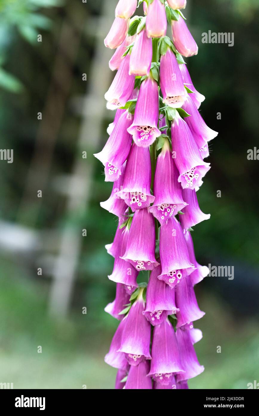 Foxglove, a popular garden plant with bell-shaped flowers. Closeup of a ...