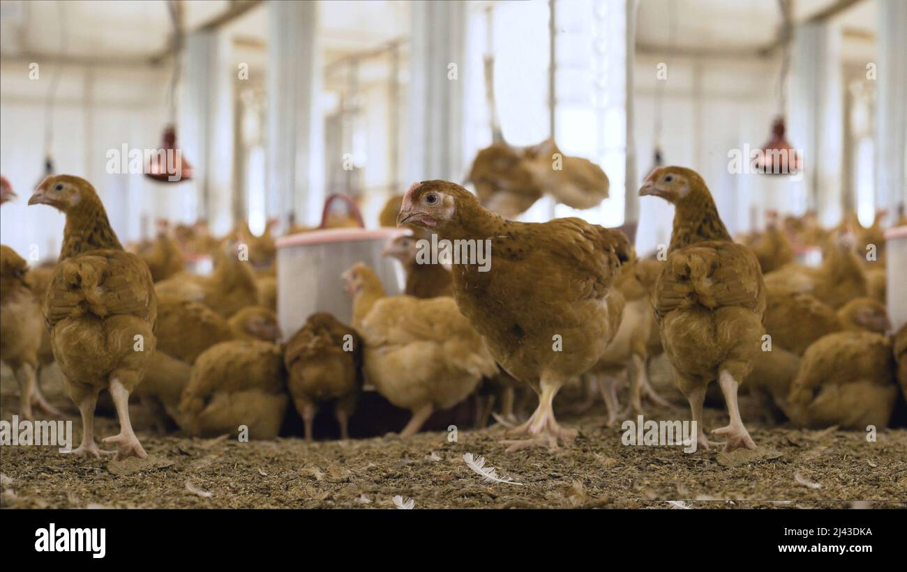 Growing chickens in an incubator at a certain temperature and light ...