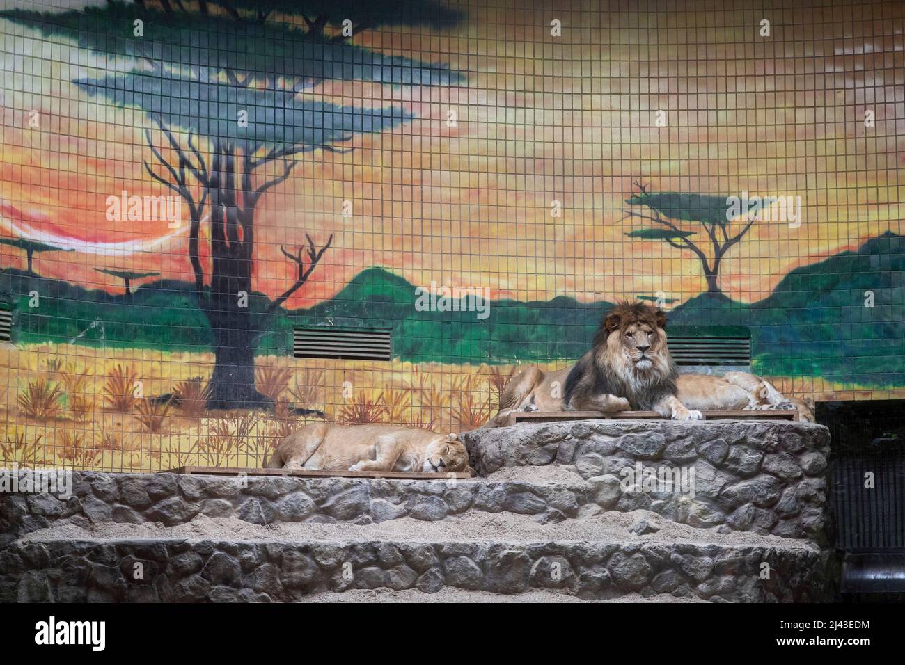 Male sirens hi-res stock photography and images - Alamy