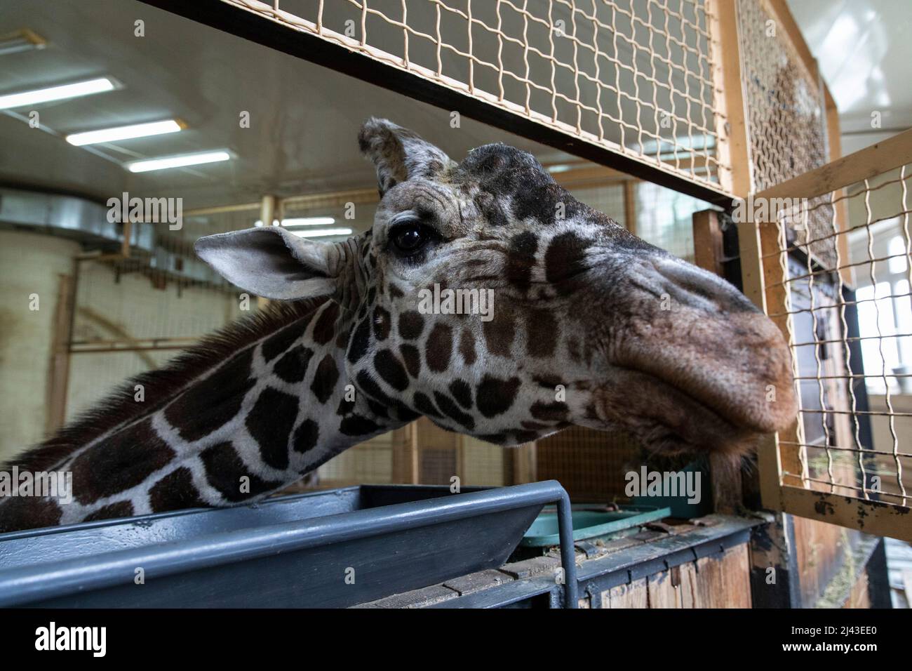 Jambo, a 17-year-old African giraffe seen at the Kyiv Zoo. As animals ...