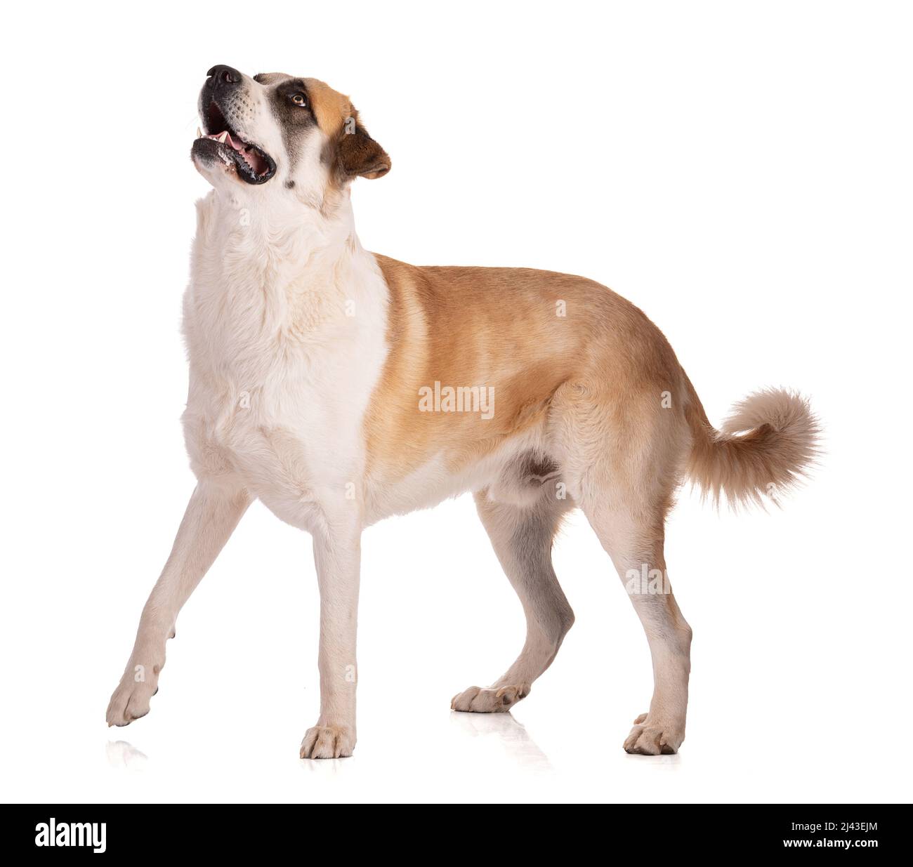 Great Pyrenees or Pyrenean mountain dog standing on white background ...