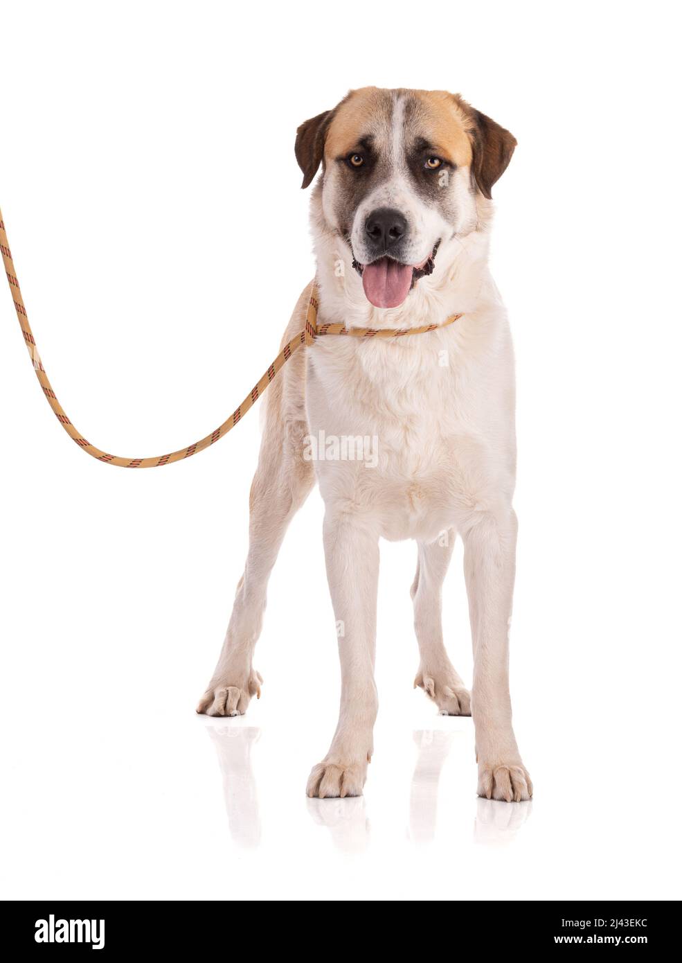 Young pyrenean mountain dog hi-res stock photography and images - Alamy