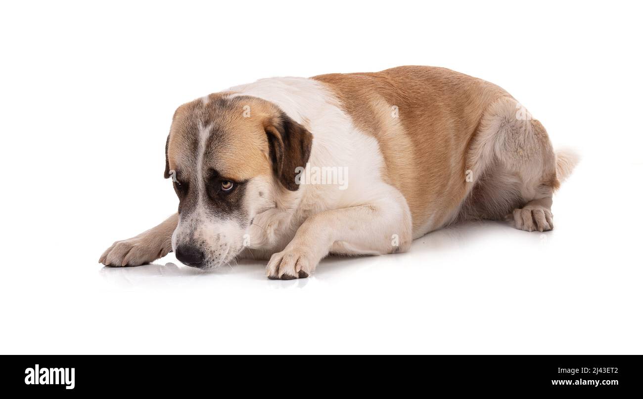 Young pyrenean mountain dog hi-res stock photography and images - Alamy