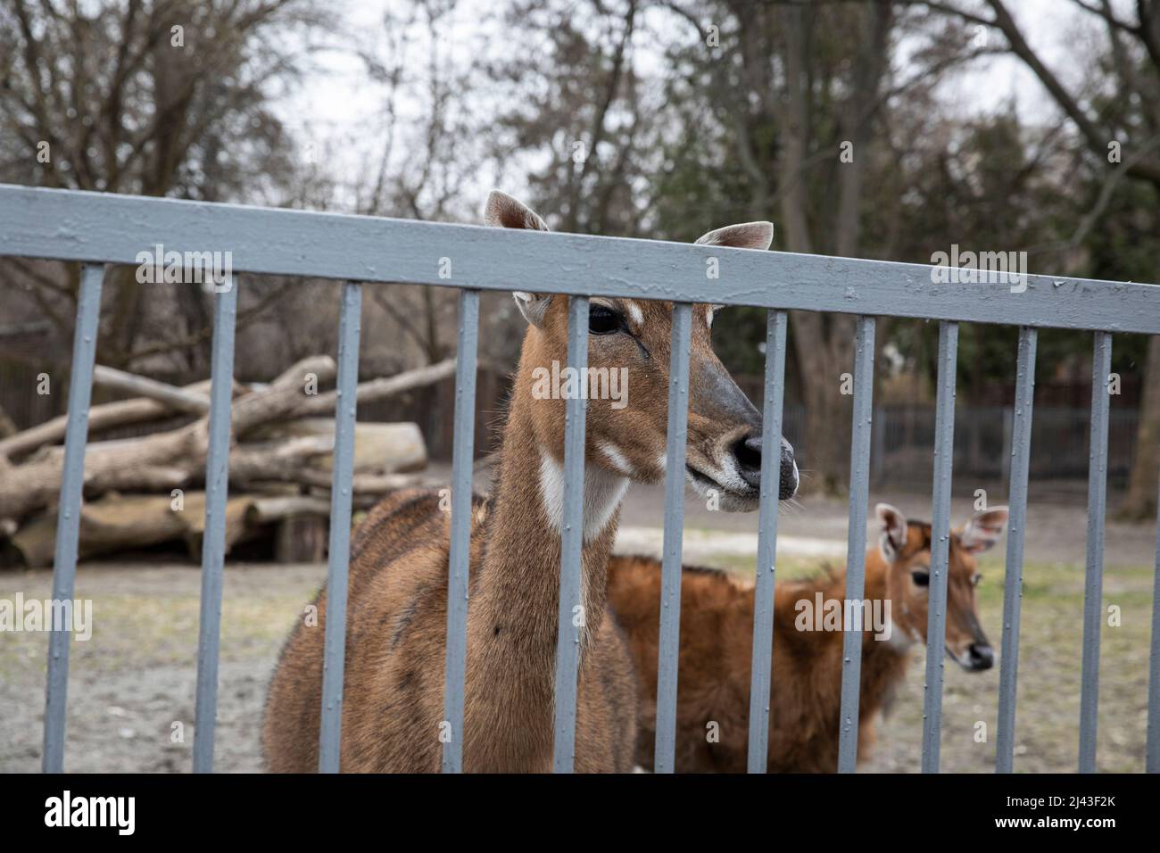 Animals in tanks hi-res stock photography and images - Alamy