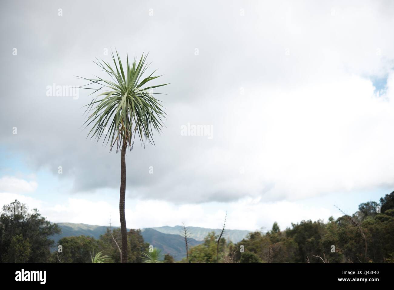 Lone palm tree in a landscape Stock Photo - Alamy
