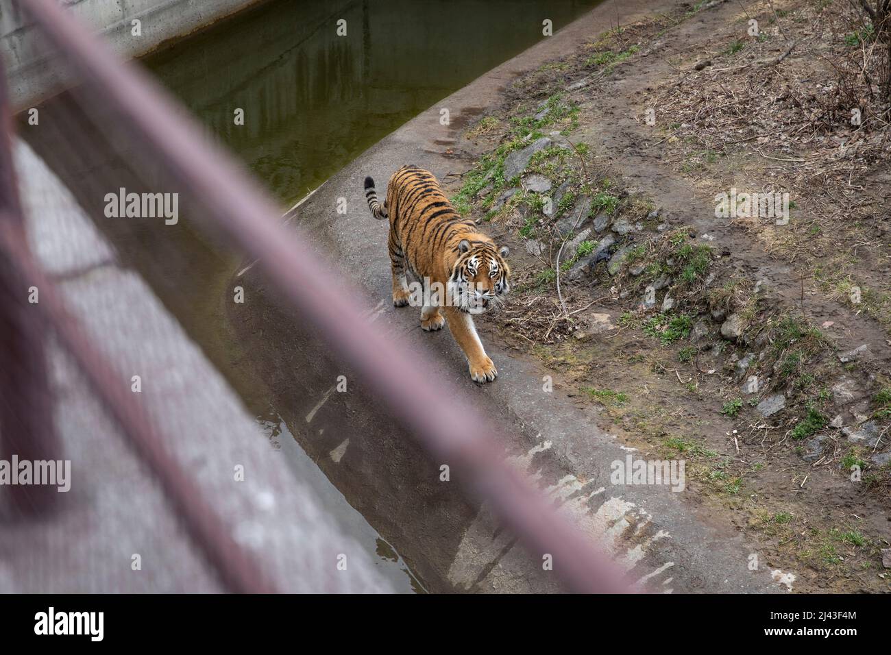A tiger moves out of the shelter as Russians retreat from Kyiv, the ...