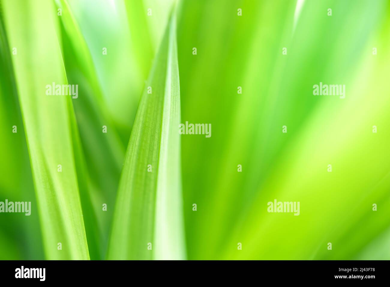Spring natural green leaf background. blurred greenery background ...