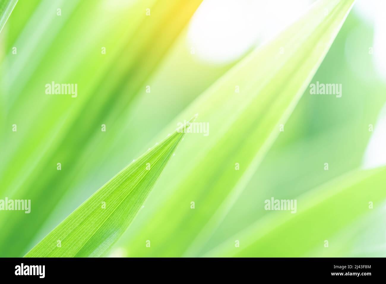 Spring natural green leaf background. blurred greenery background ...