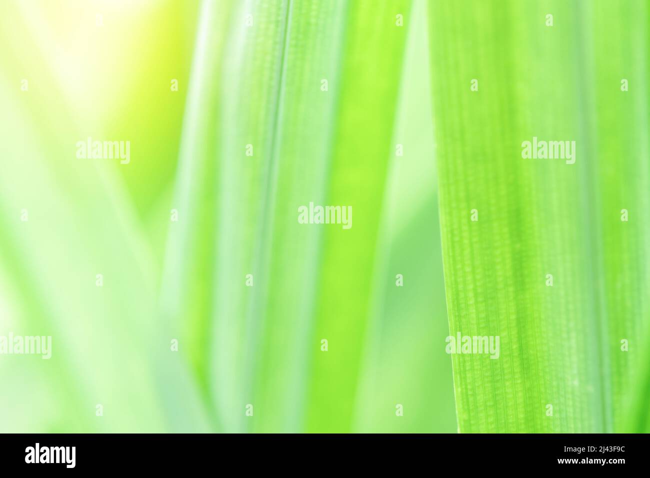 Spring natural green leaf background. blurred greenery background ...