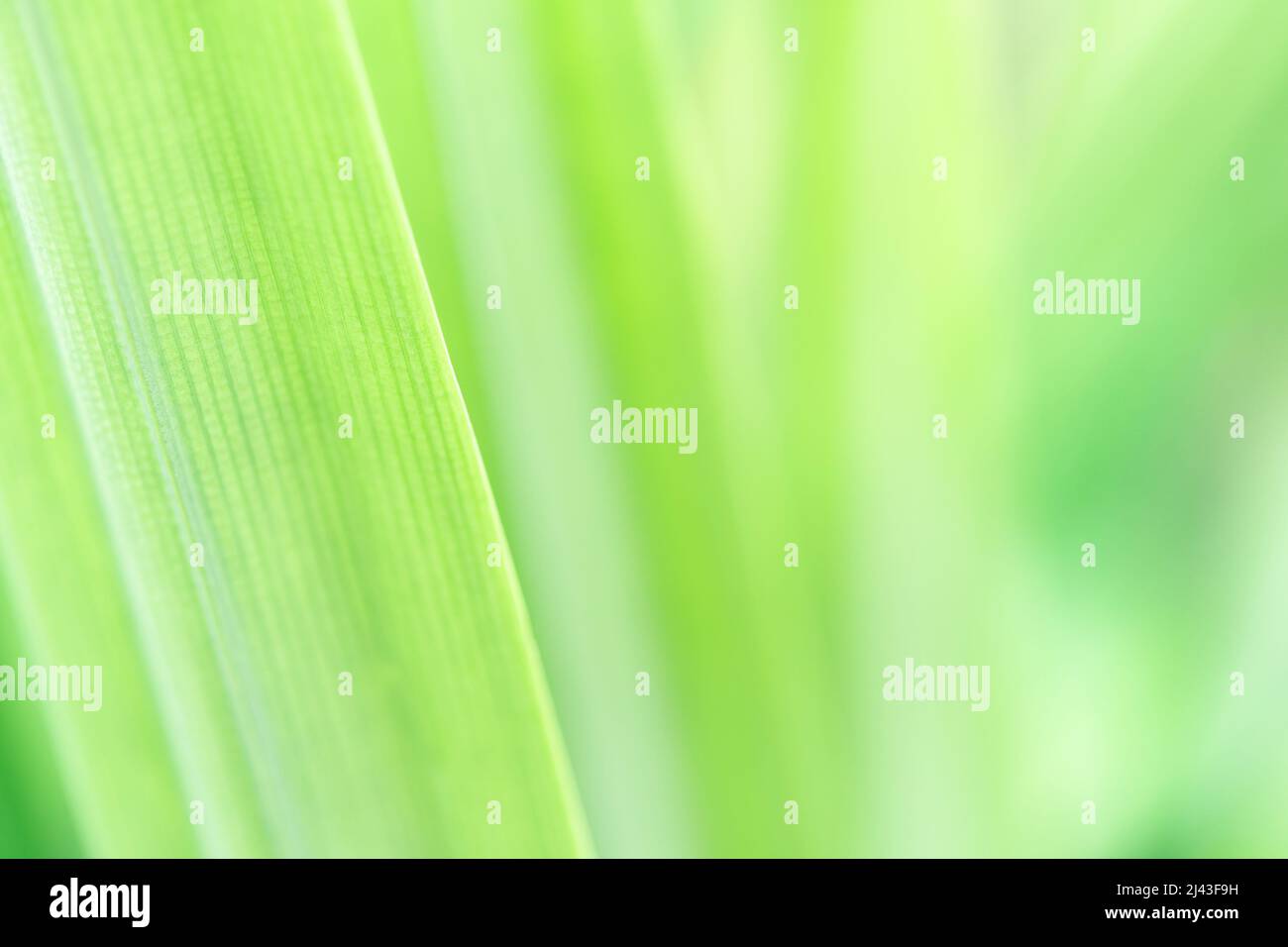 Spring natural green leaf background. blurred greenery background ...
