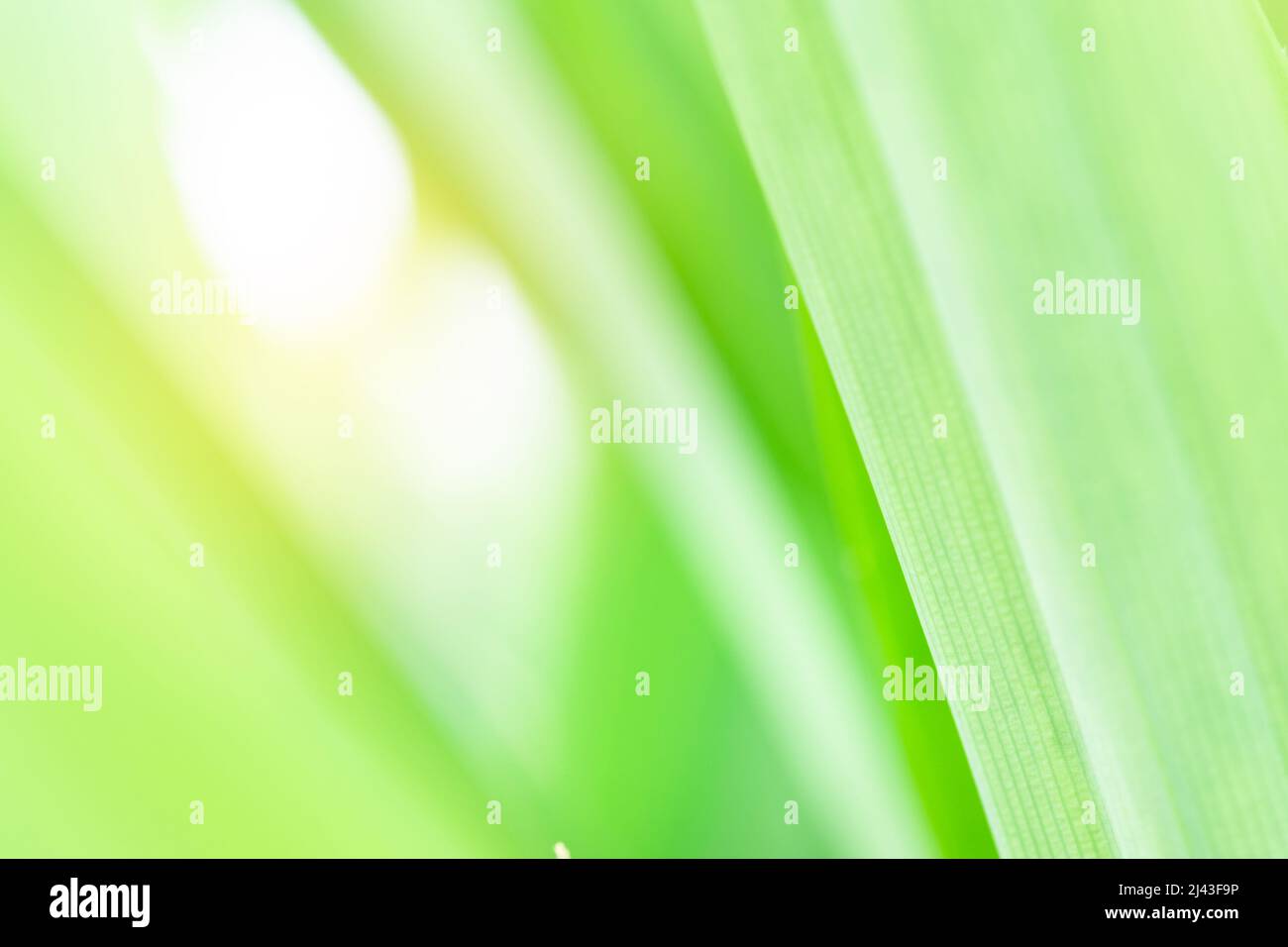 Spring natural green leaf background. blurred greenery background ...