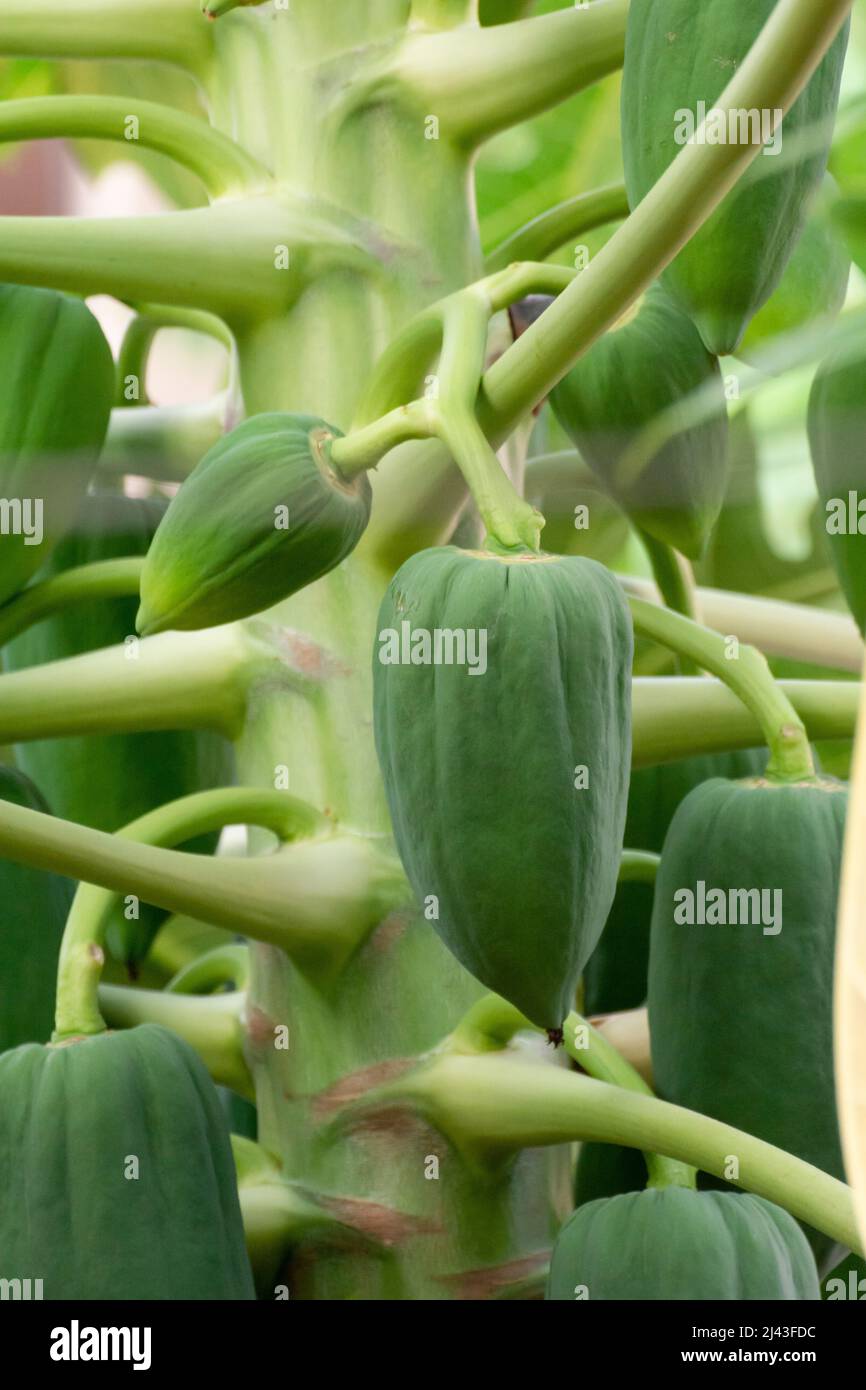 unripe green papaya hanging from a papaya tree. Papaya tree and bunch ...