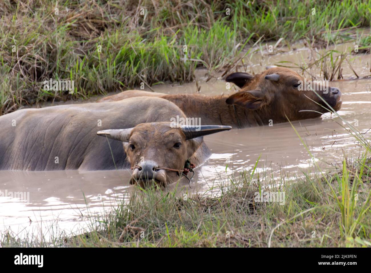 Buffalo enjoy and relaxes in a mud swamp Stock Photo - Alamy