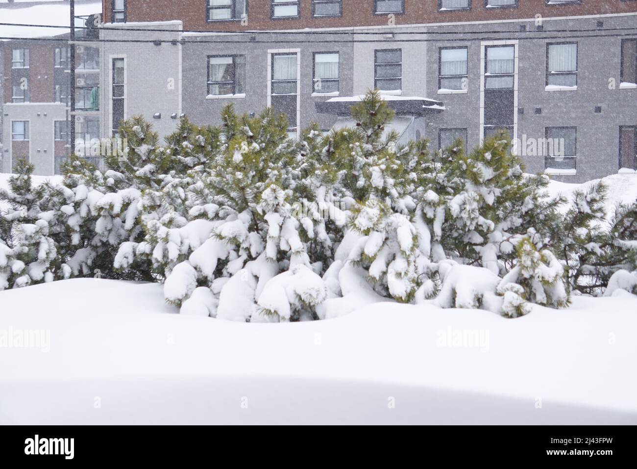 January snowstorm hi-res stock photography and images - Alamy