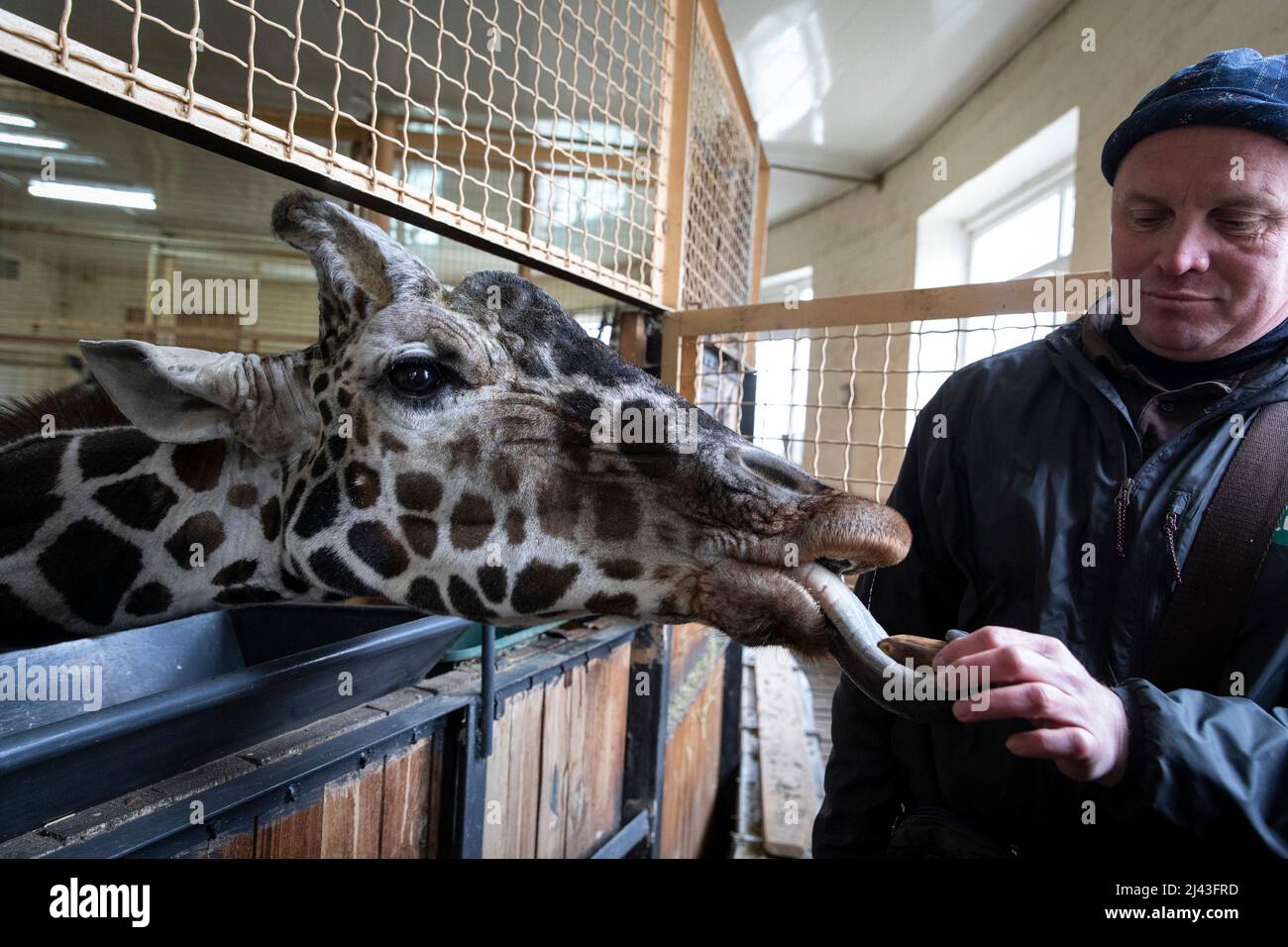 Kyiv, Ukraine. 5th Apr, 2022. Kyiv Zoo Director, Kyrylo Trantin (49 ...