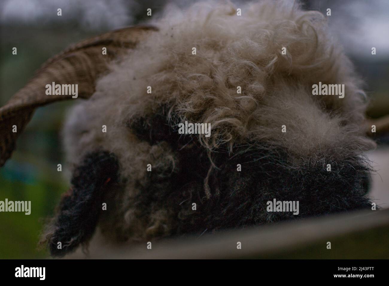 Woolly sheep face hi-res stock photography and images - Alamy
