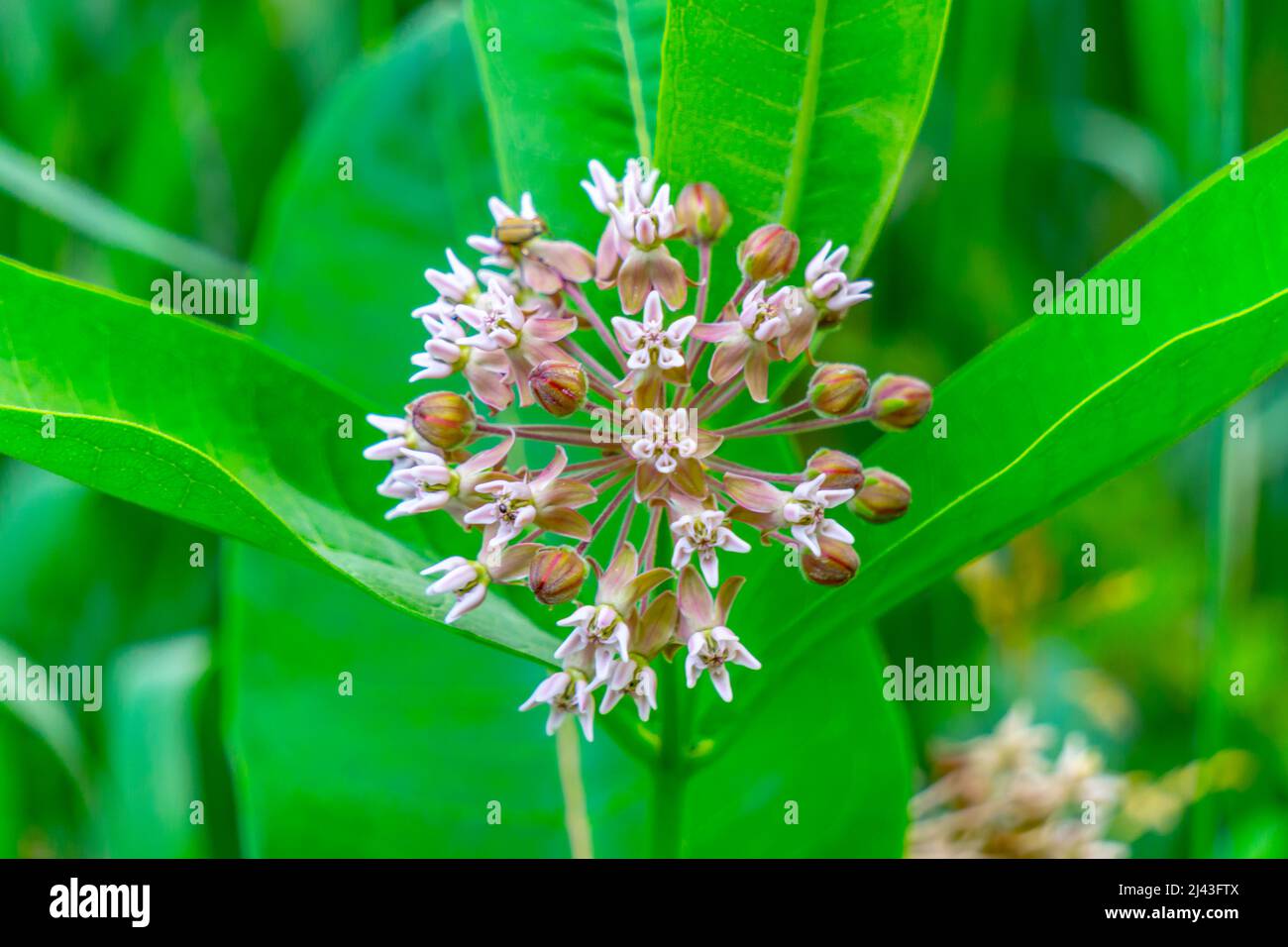 Unopened flower hi-res stock photography and images - Alamy