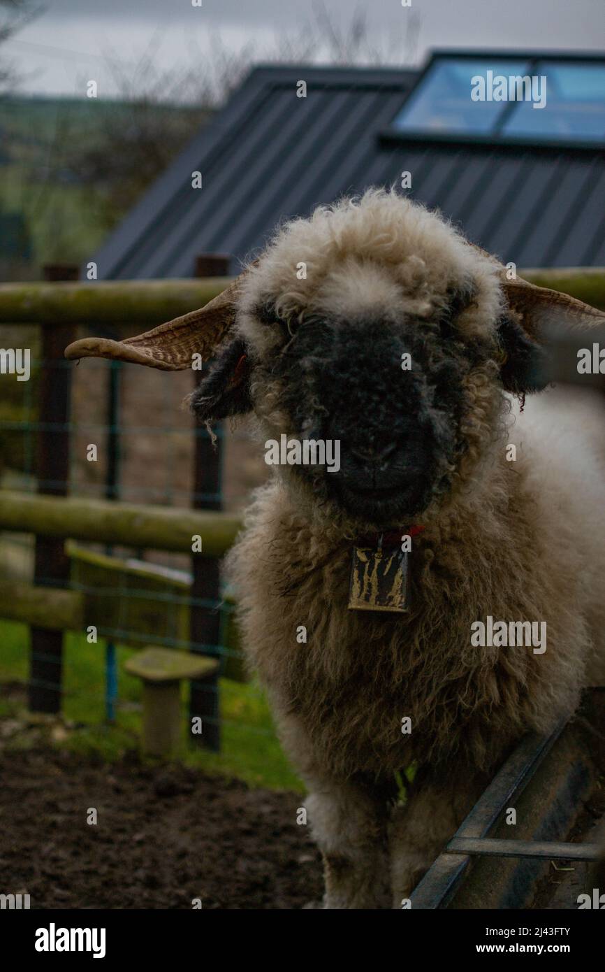 Woolly sheep face hi-res stock photography and images - Alamy