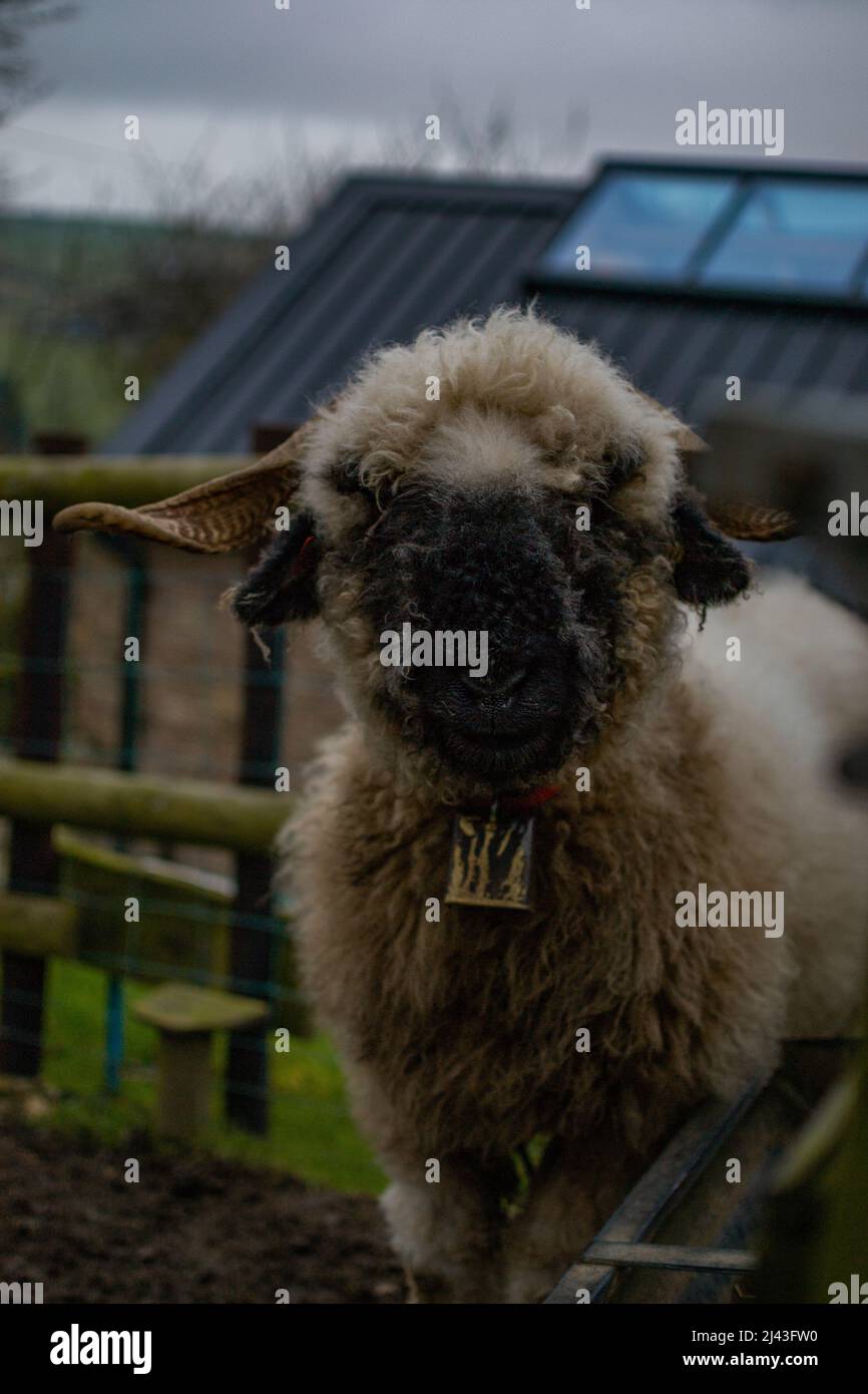 Woolly grey sheep hi-res stock photography and images - Alamy