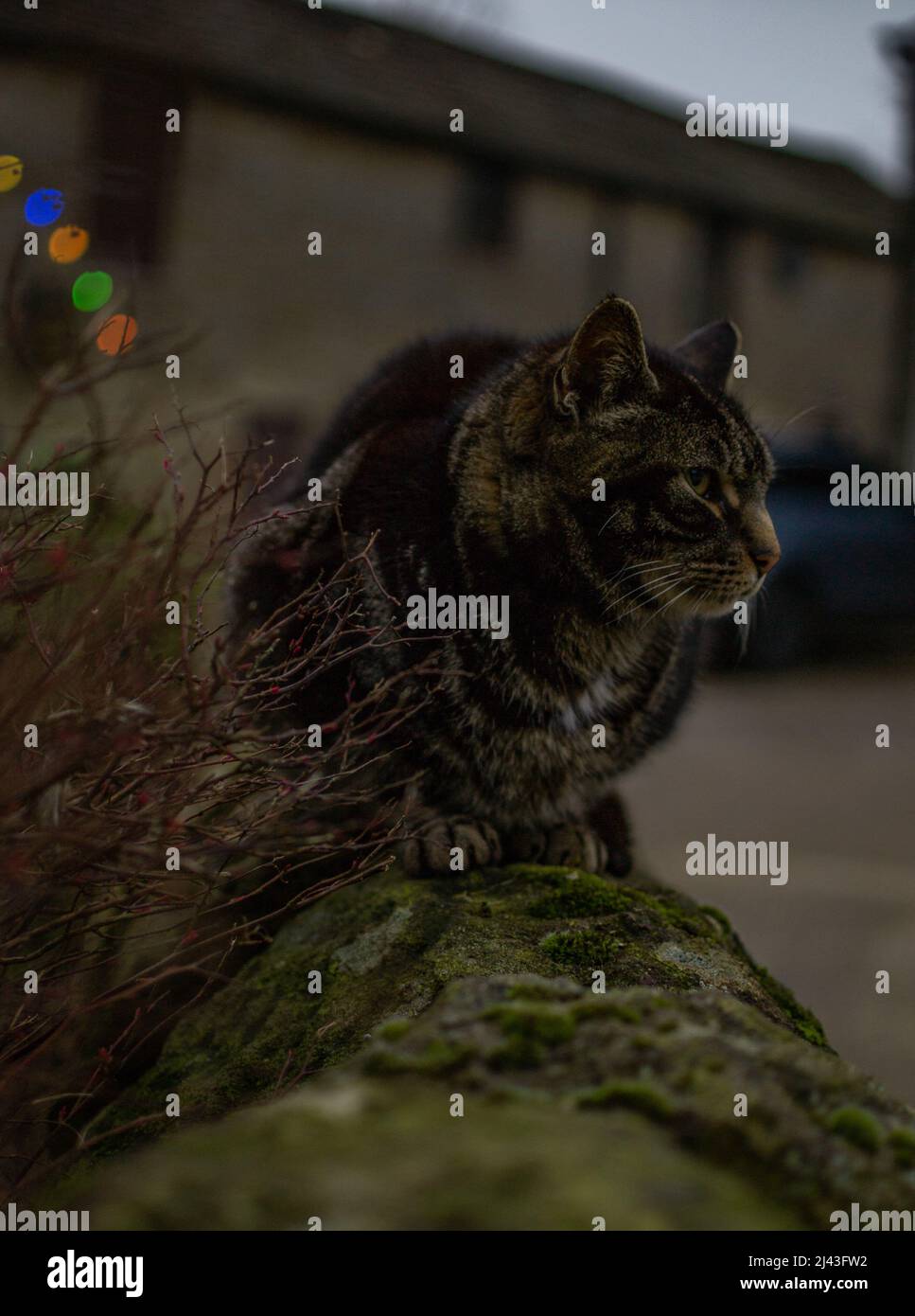 Striped Cat sitting on a mossy wall in a traditional country farmyard ...