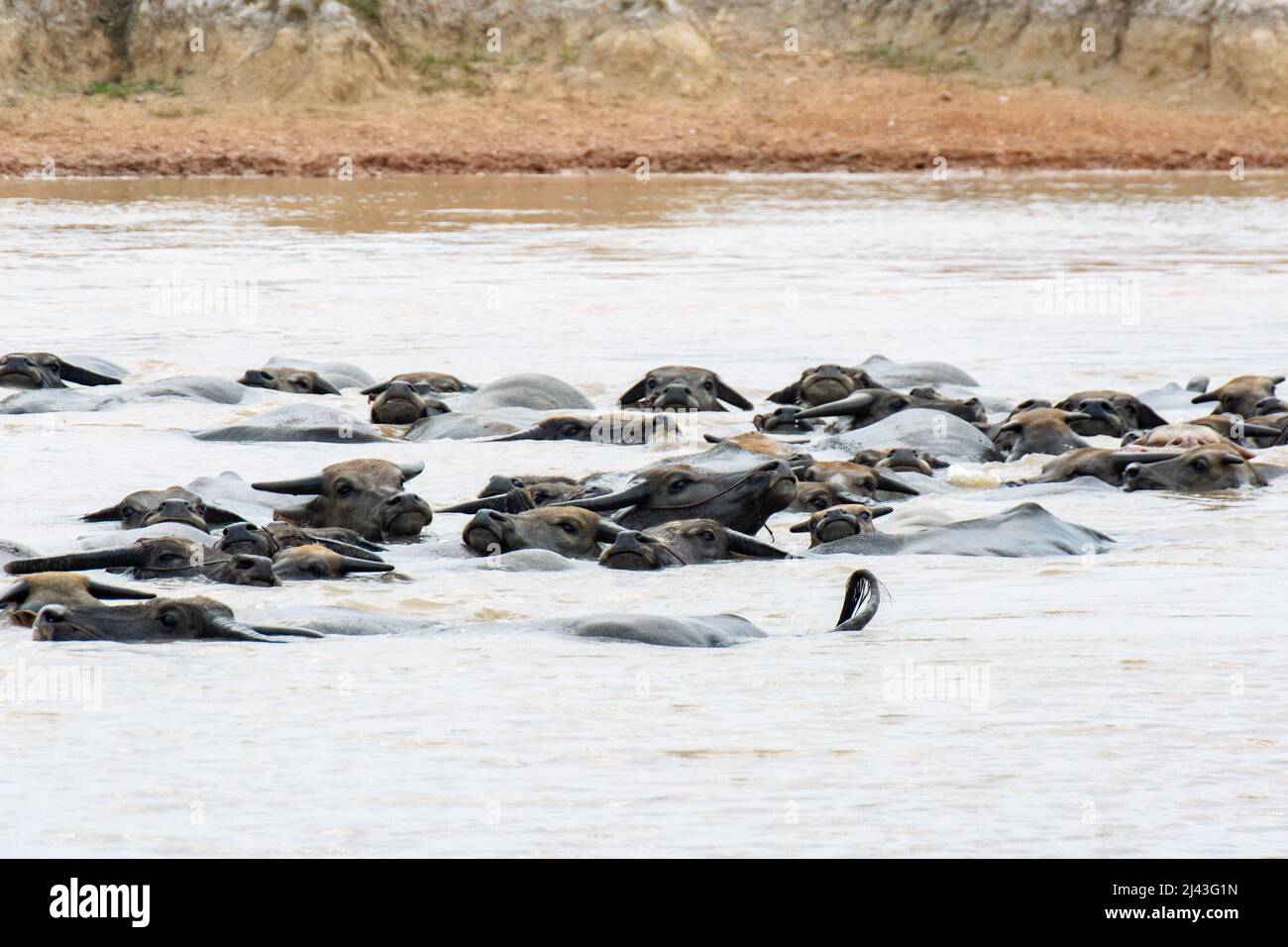 Buffalo swimming in the lake Stock Photo - Alamy
