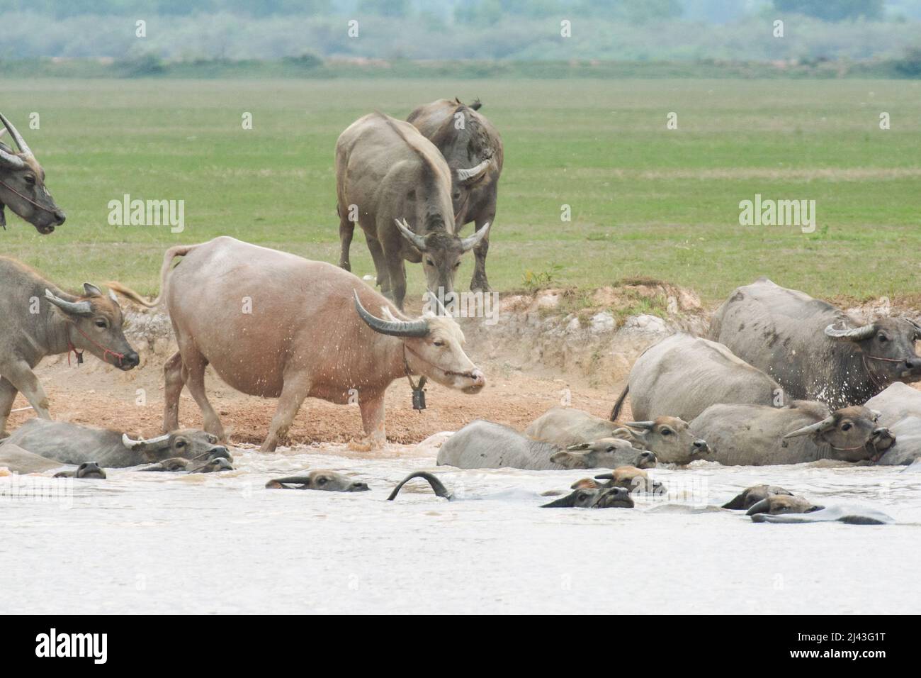 Buffalo swimming in the lake Stock Photo - Alamy