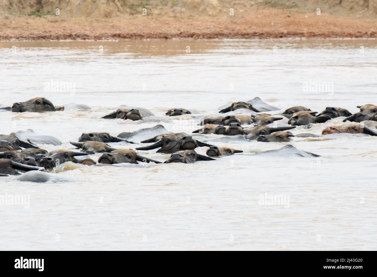 Buffalo swim hi-res stock photography and images - Alamy