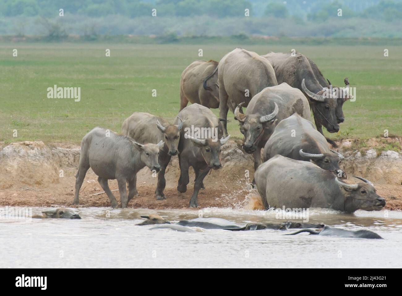 Buffalo swimming in the lake Stock Photo - Alamy