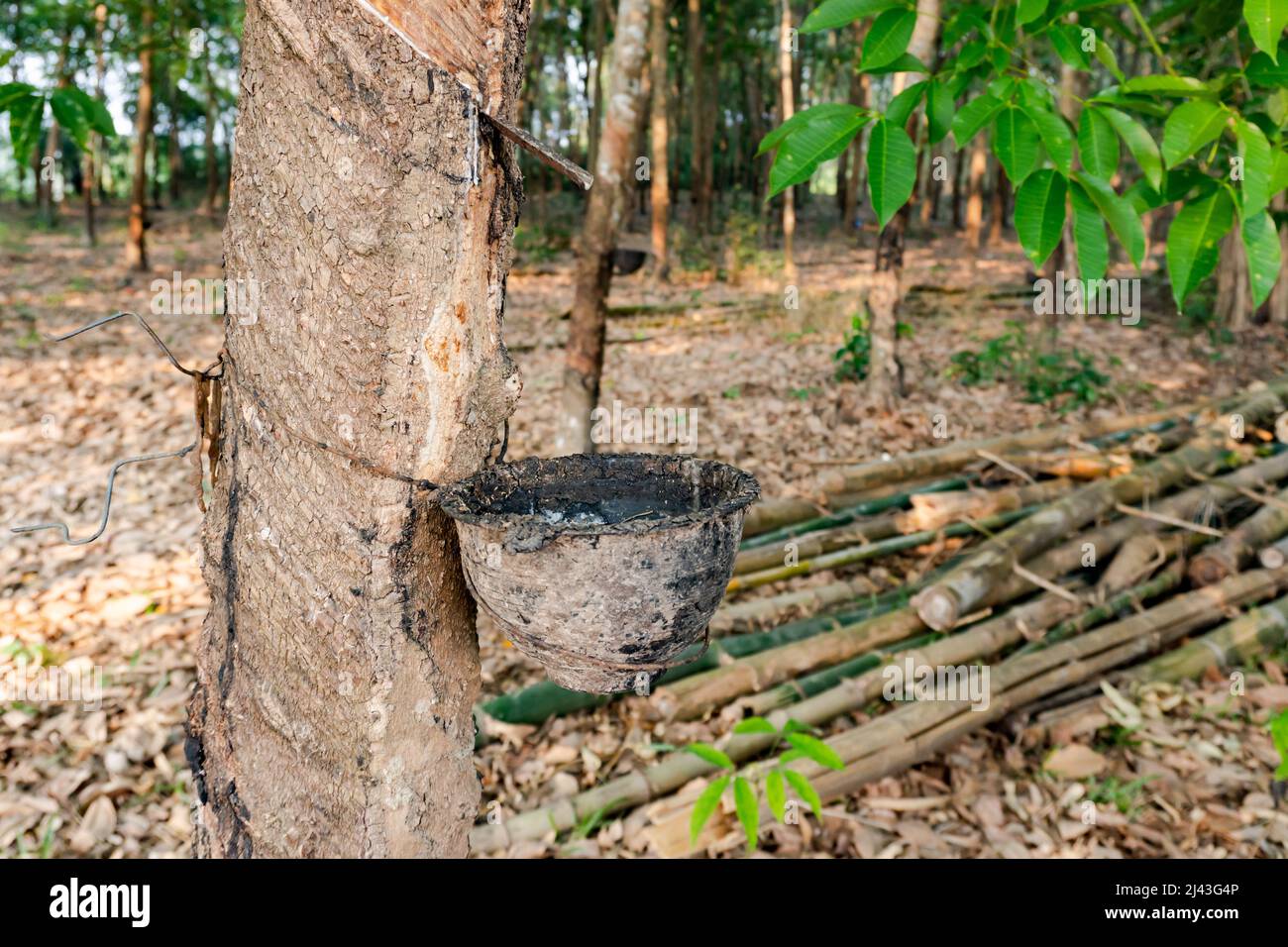 Rubber tree and plastic bowl filled with latex in rubber plantation ...