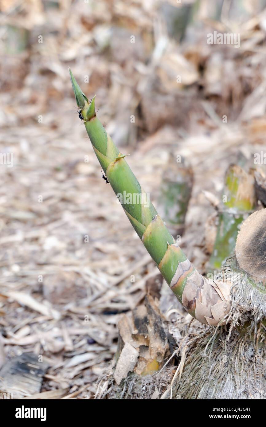 The bamboo shoot which grows in the forest Stock Photo - Alamy