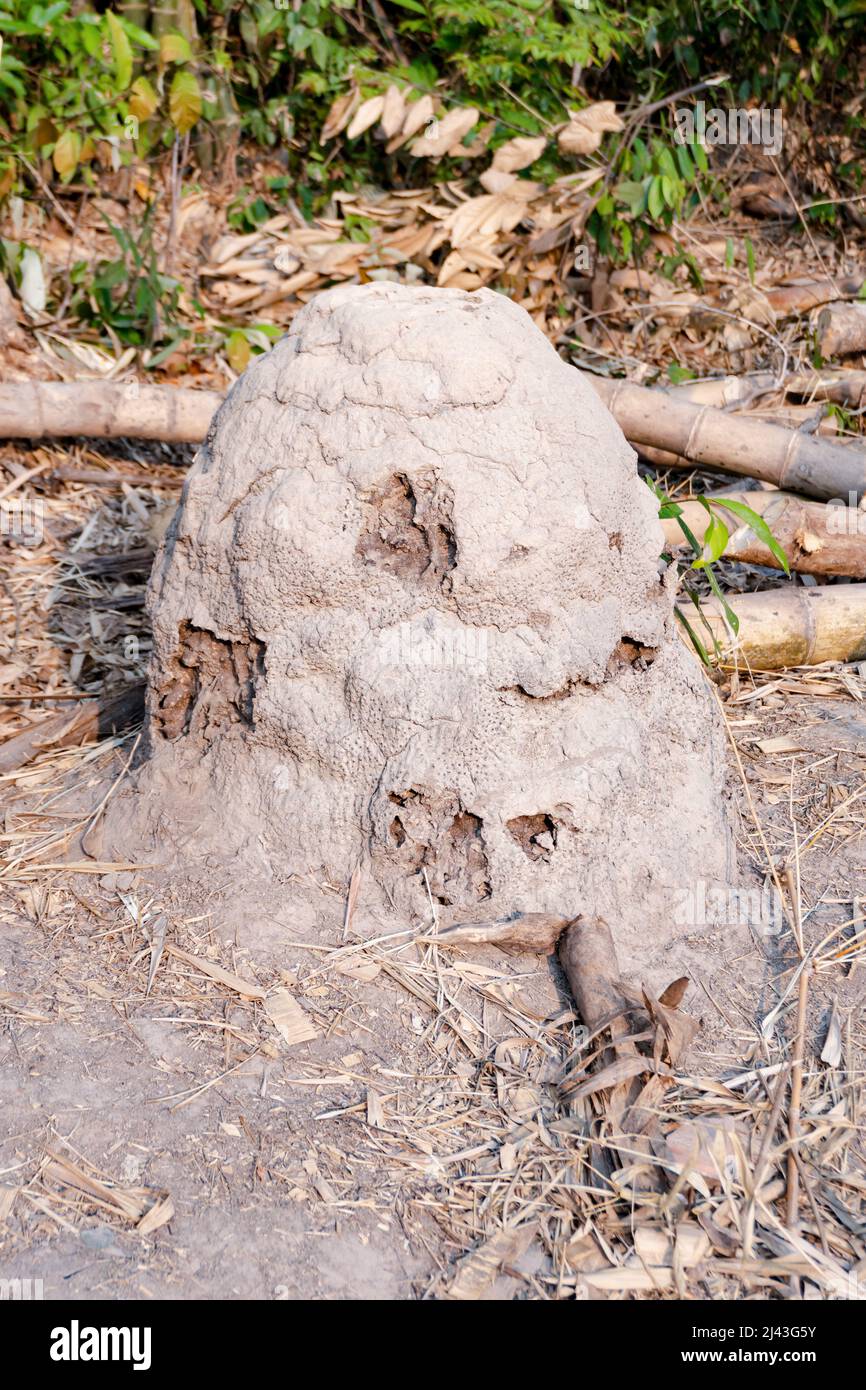 Termite nest mound, Giant termites Stock Photo - Alamy