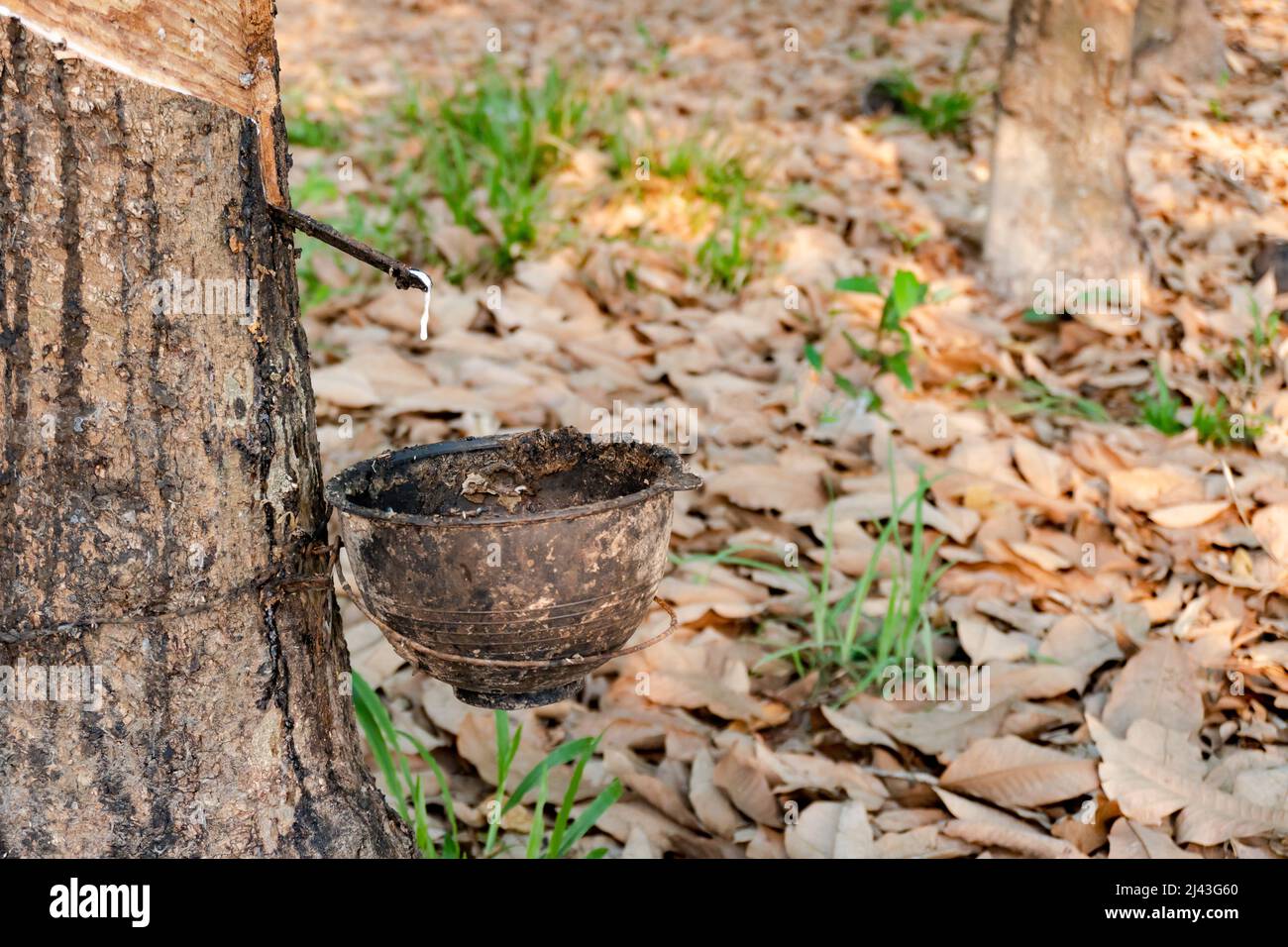 Rubber tree and plastic bowl filled with latex in rubber plantation ...