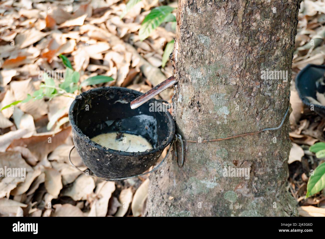 Rubber tree and plastic bowl filled with latex in rubber plantation ...