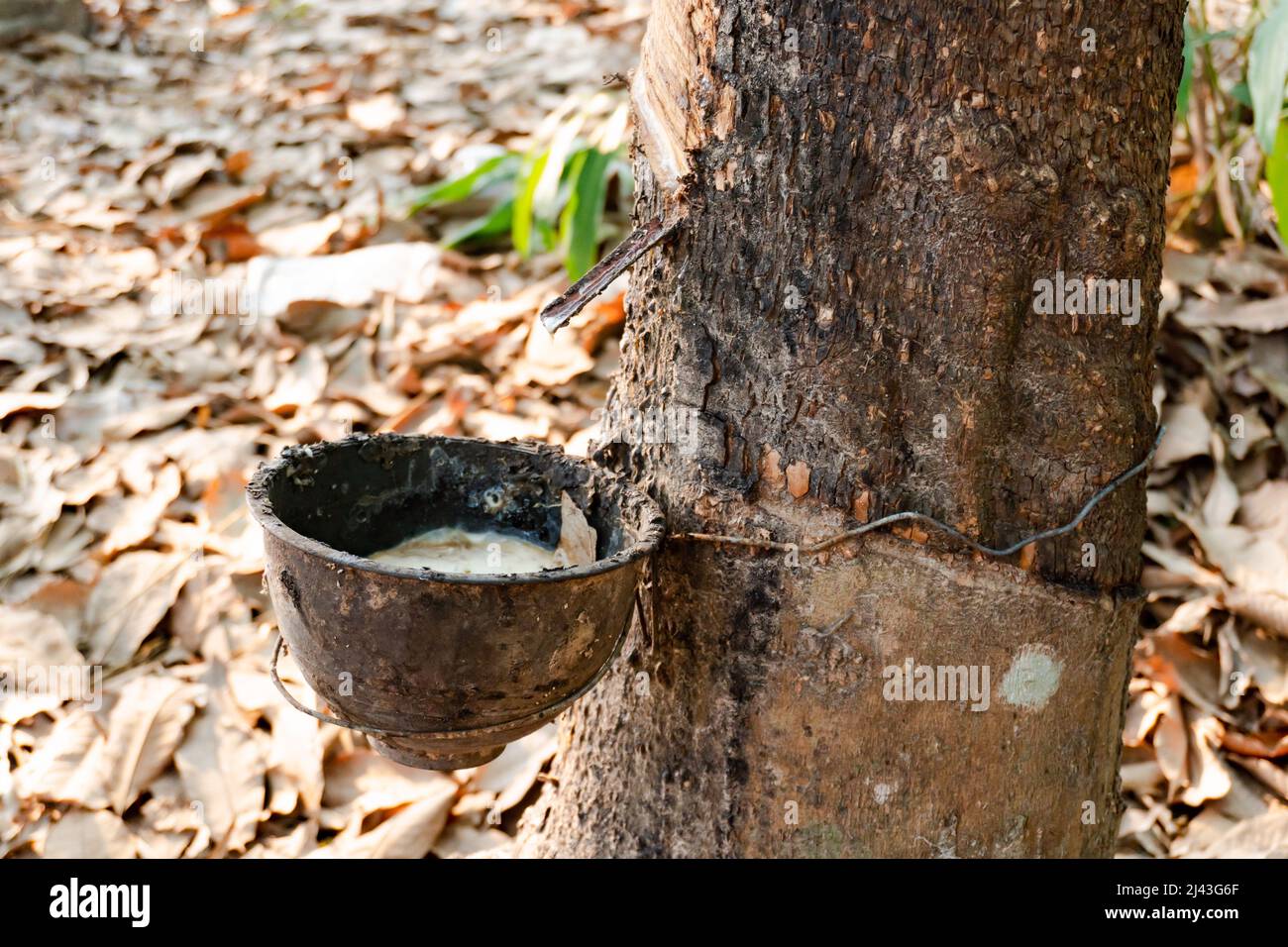 Rubber tree and plastic bowl filled with latex in rubber plantation ...